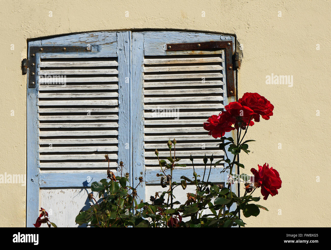 Red roses in front of window blinds in Nornandy, France Stock Photo - Alamy