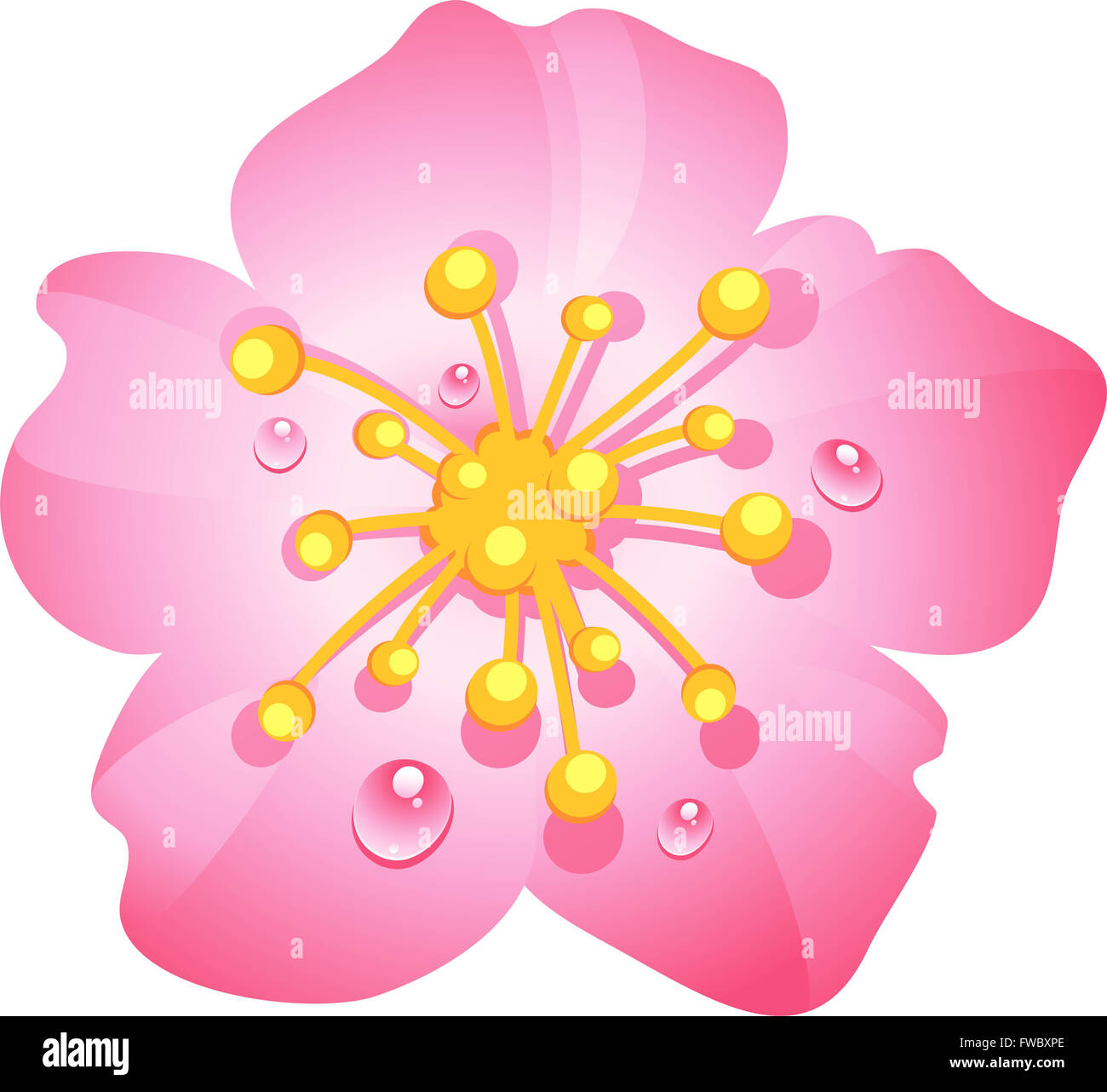 Pink cherry flower with dew drops Stock Photo - Alamy