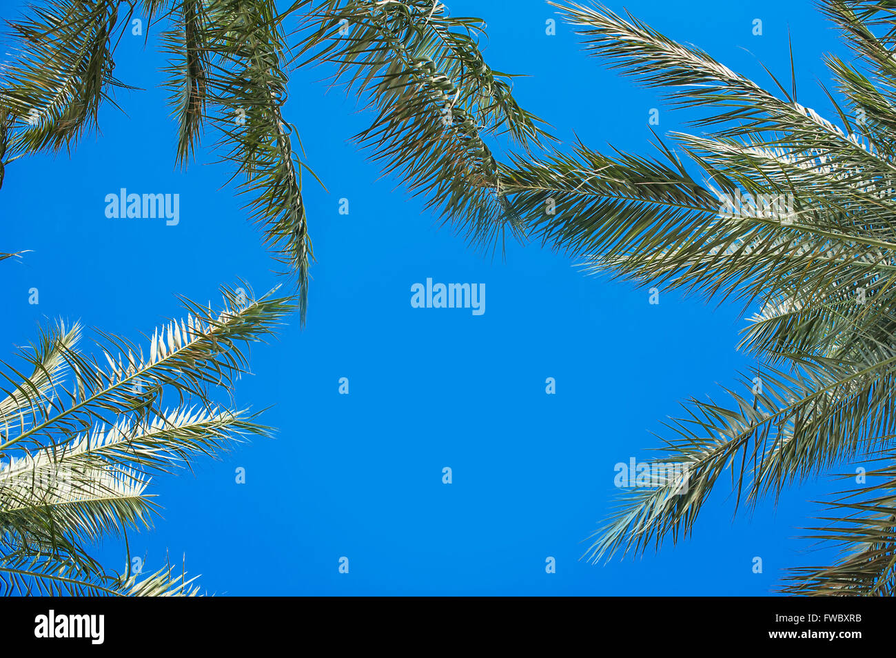 Exotic tropical tree branches hi-res stock photography and images - Alamy