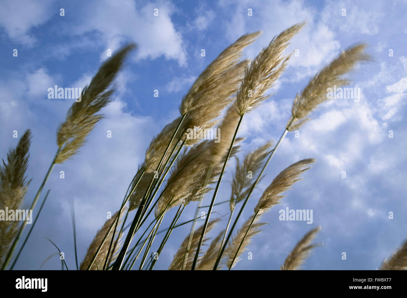 A pampas grass bush or reed blowing in a heavy wind under a dramatic ...