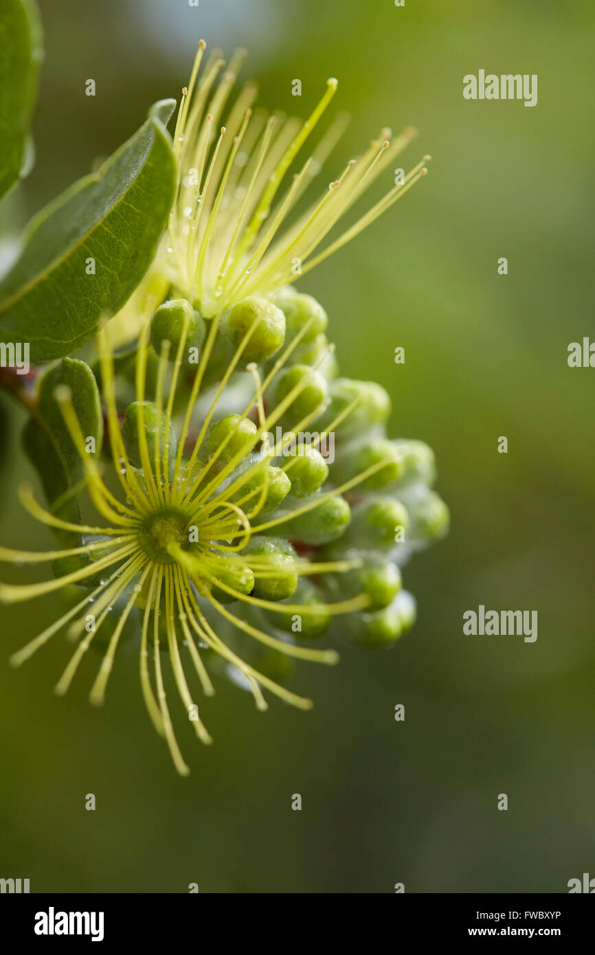 Mamos hi-res stock photography and images - Alamy