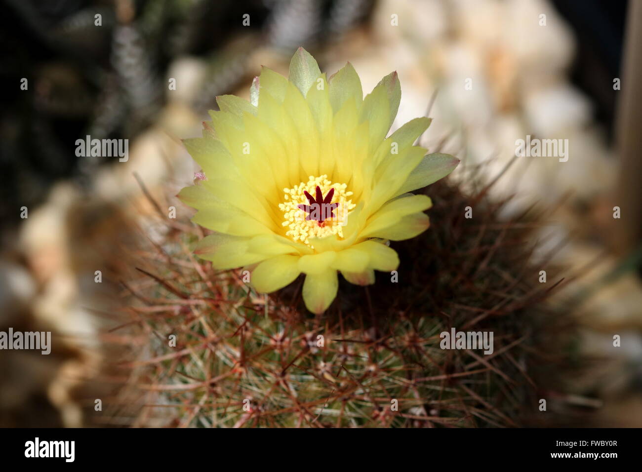 Notocactus scopa, Parodia scopa Flowering, yellow flower Stock Photo ...