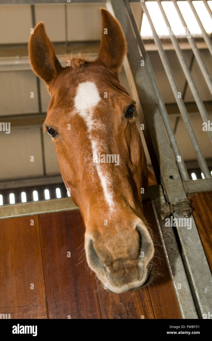 Horse portrait in a stable Stock Photo - Alamy