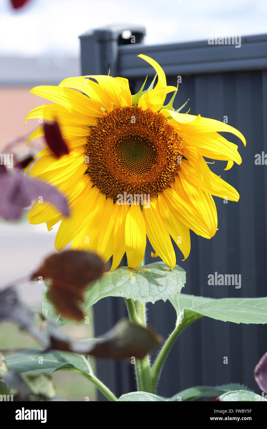 Full bloom sunflower hi-res stock photography and images - Alamy
