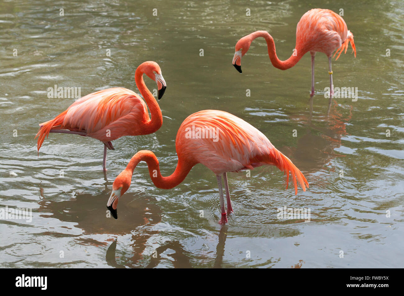 Three flamingos in muddy river Stock Photo - Alamy