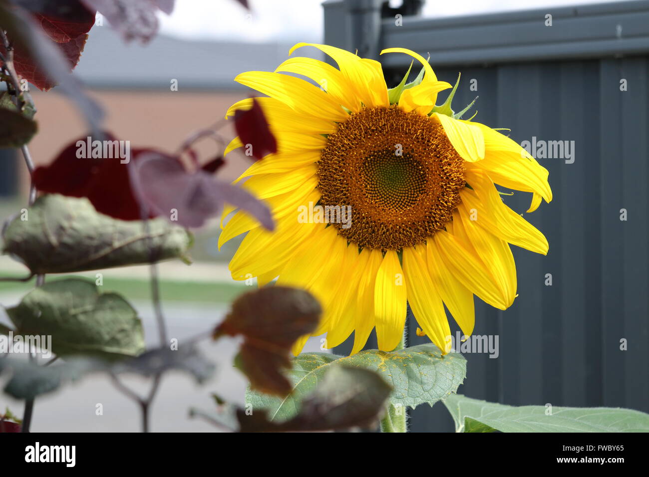 Close up of full bloom sunflower Stock Photo - Alamy
