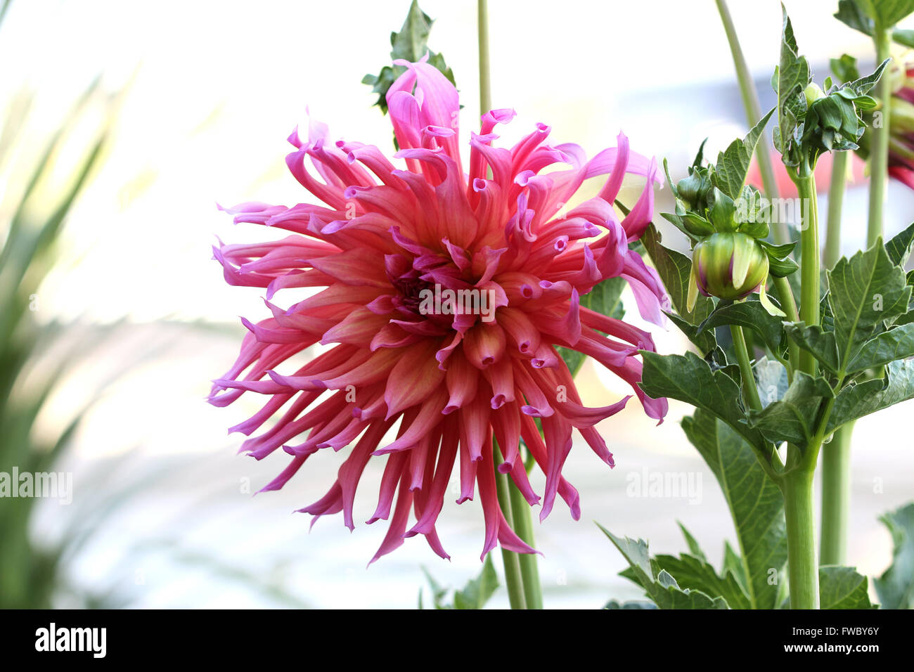Full bloom Pink Cactus Dahlia Stock Photo - Alamy