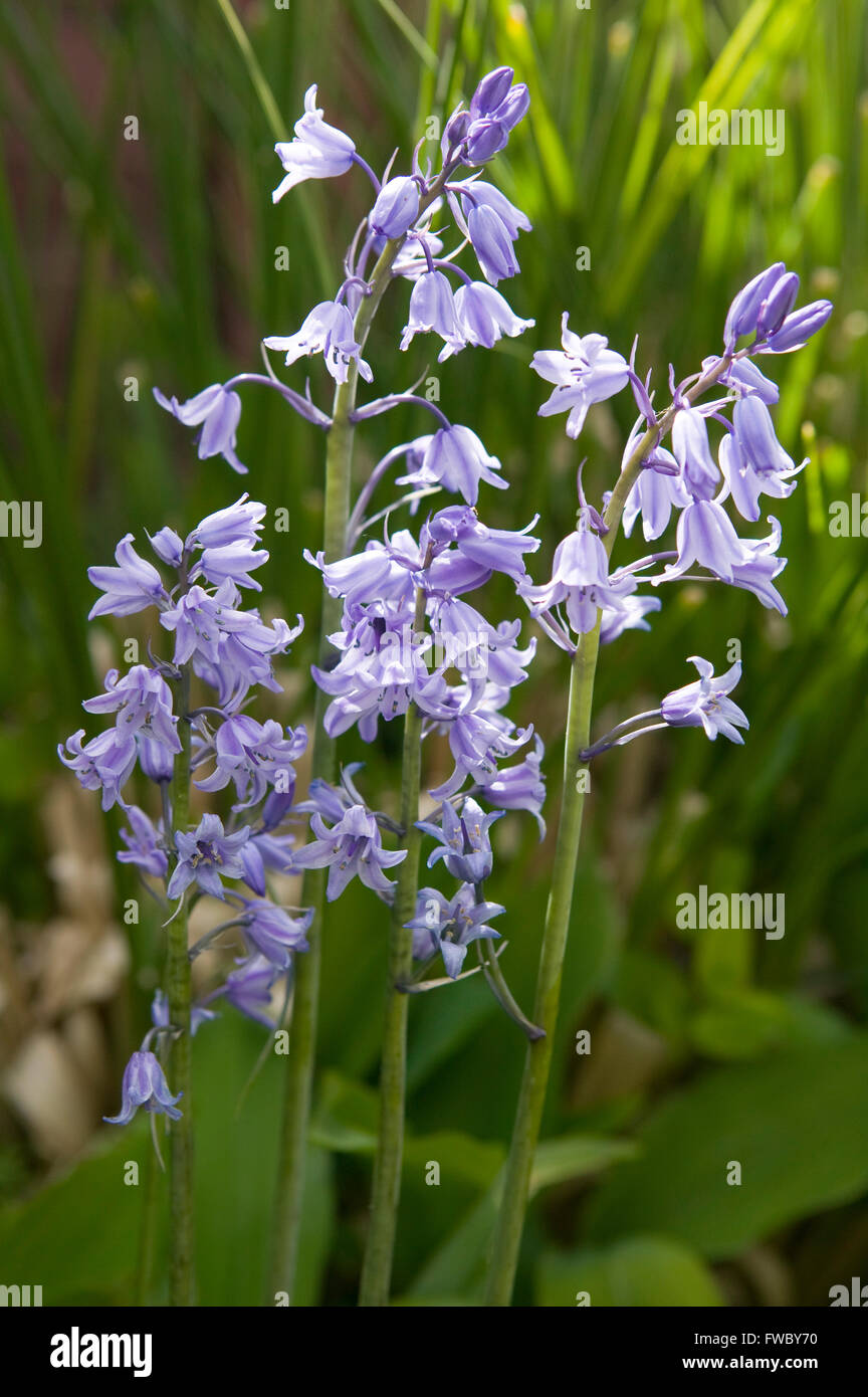 Native english bluebells on forest floor hi-res stock photography and ...