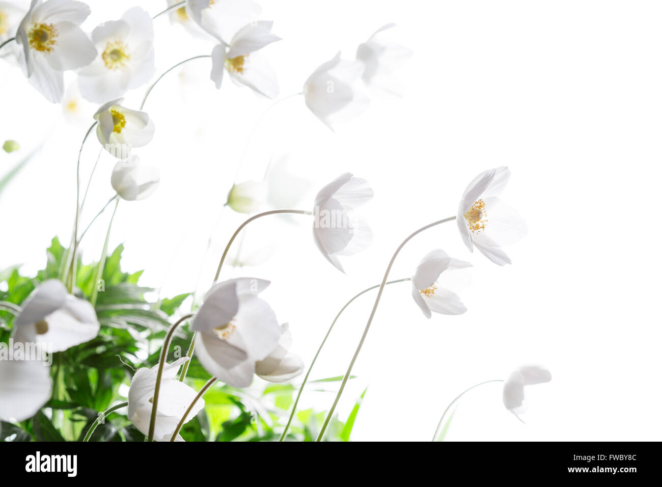 Beautiful White Spring Flowers. Soft image Stock Photo - Alamy