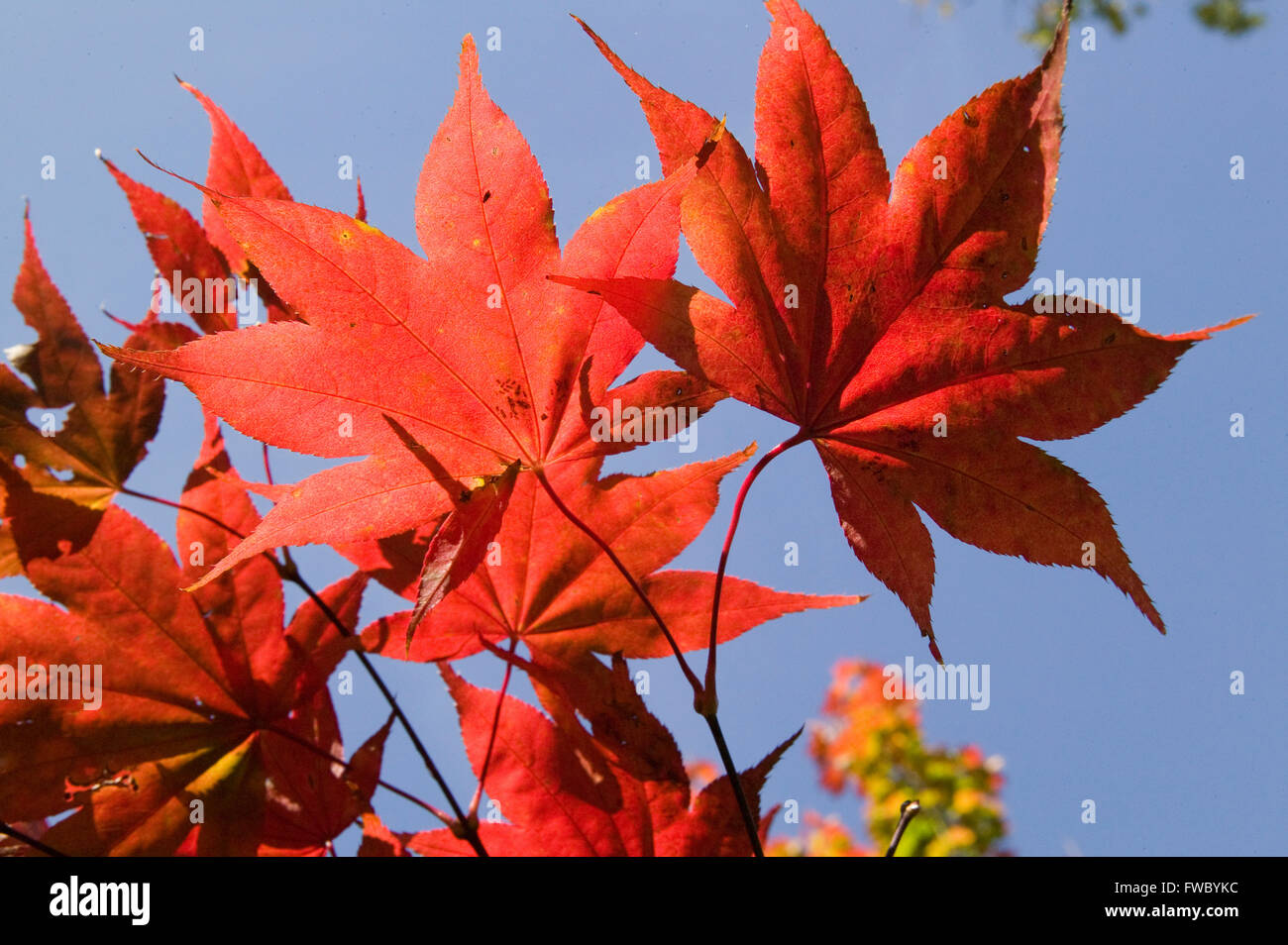 Close up detail of the flame coloured leaves of the tree Acer palmatum ...