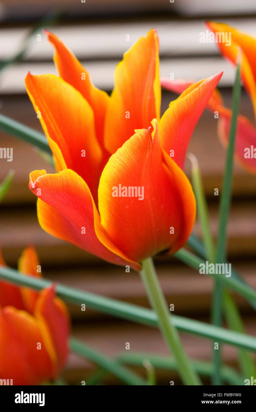 Close up of the flower head of the tulip Tulipa 'Queen of Sheba' Stock ...
