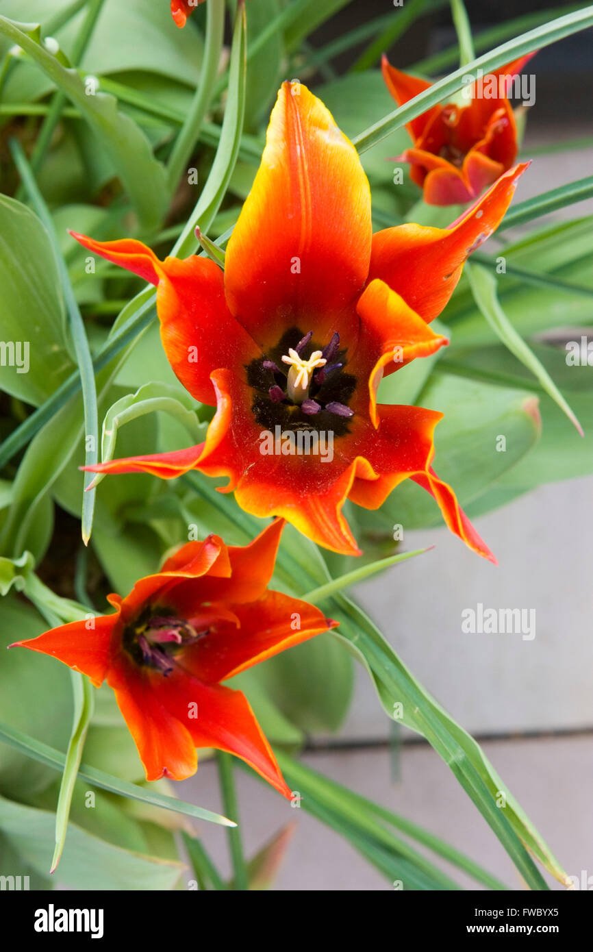 Queen of sheba flower hi-res stock photography and images - Alamy
