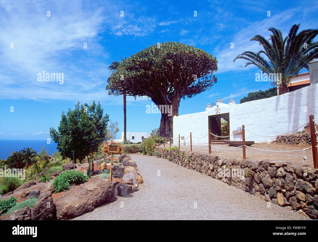 Millennial Dragon tree. Icod de los Vinos, Tenerife island, Canary ...