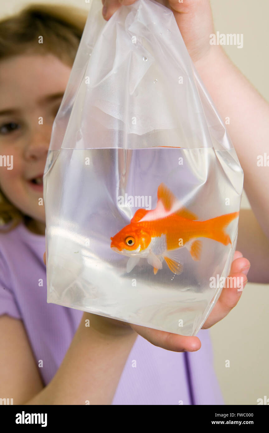 Pet fish transport hi-res stock photography and images - Alamy
