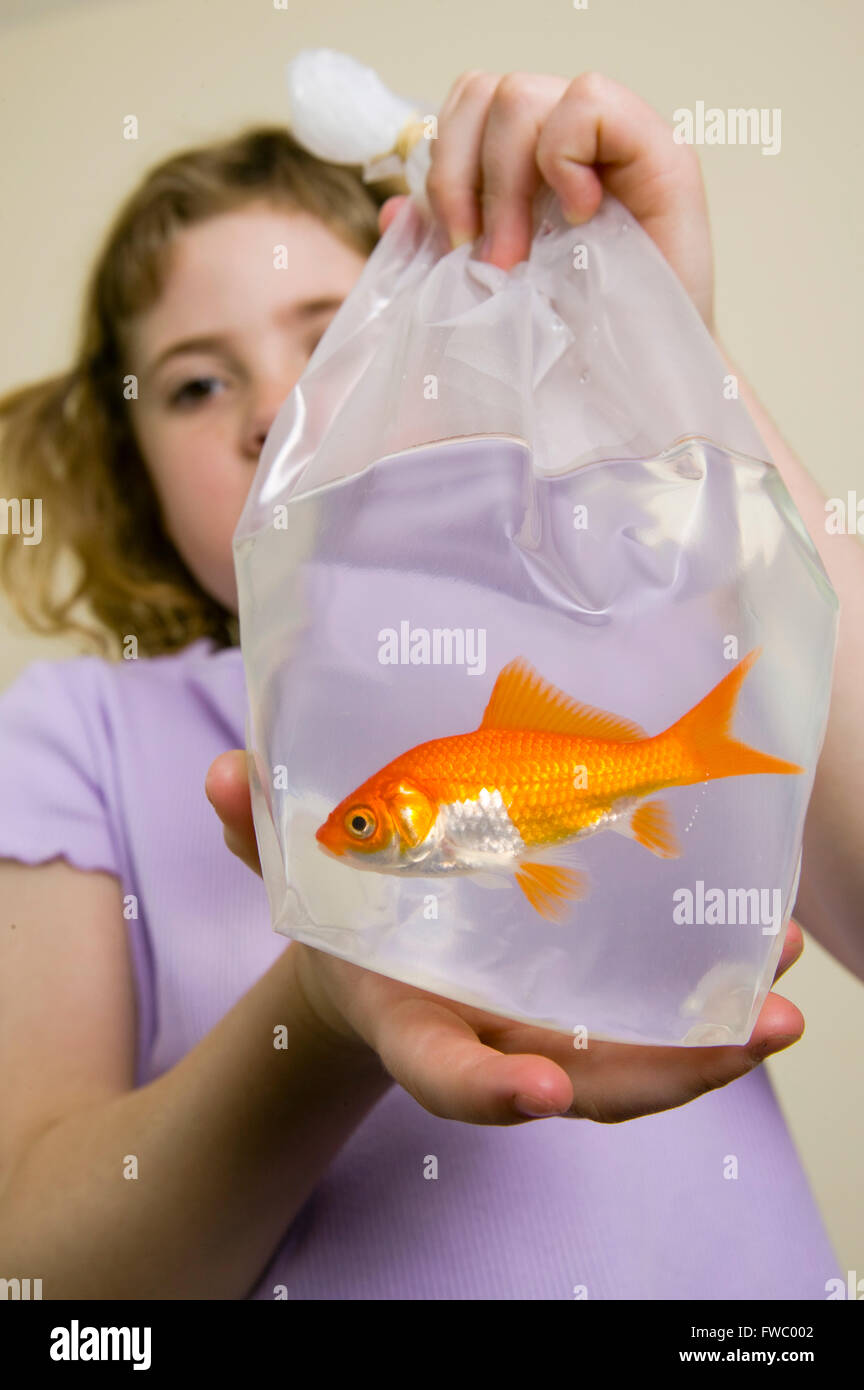 Pet fish transport hi-res stock photography and images - Alamy