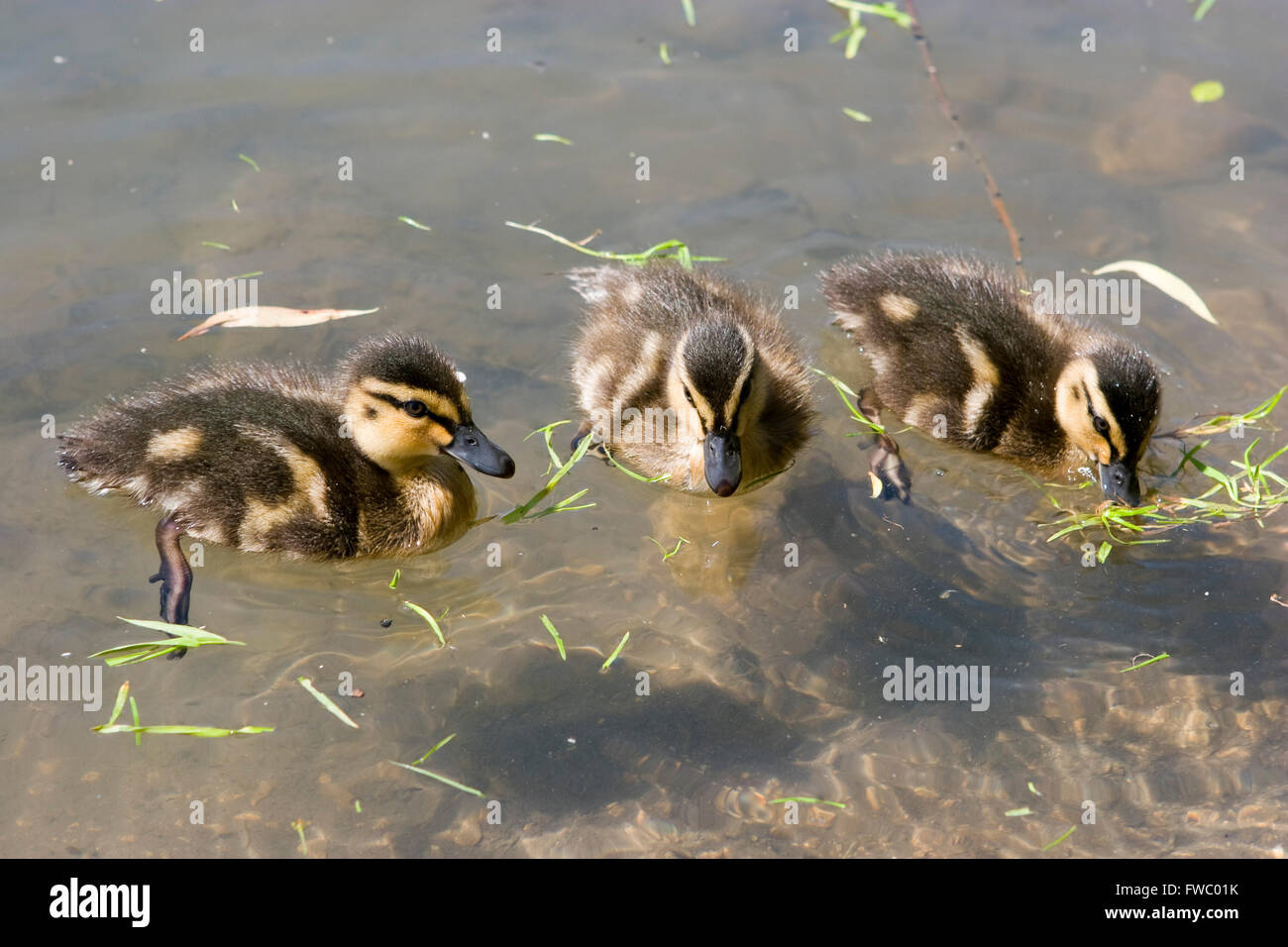 Mommy duck hi-res stock photography and images - Alamy