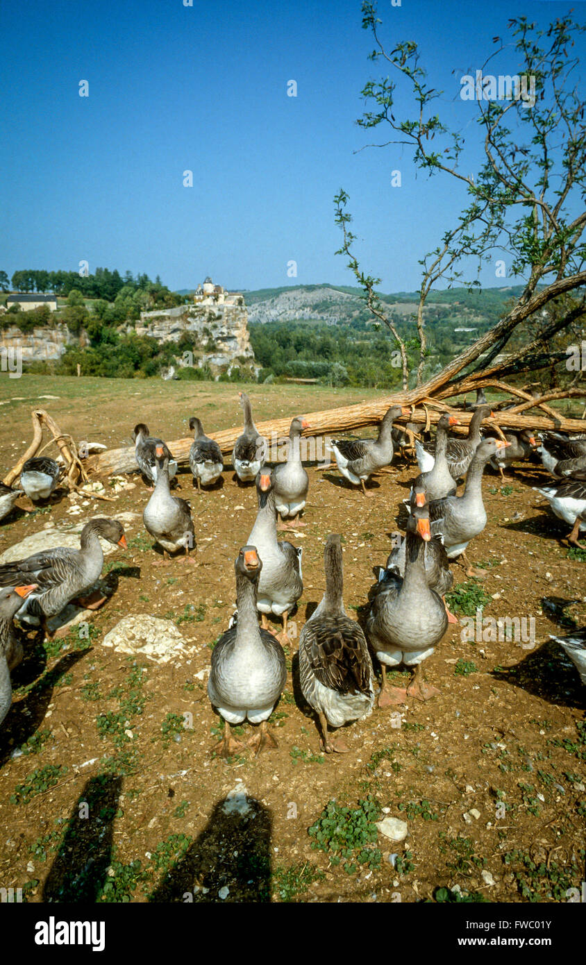 Force-feeding ducks and geese at a farm near Périgueux, Dordogne ...