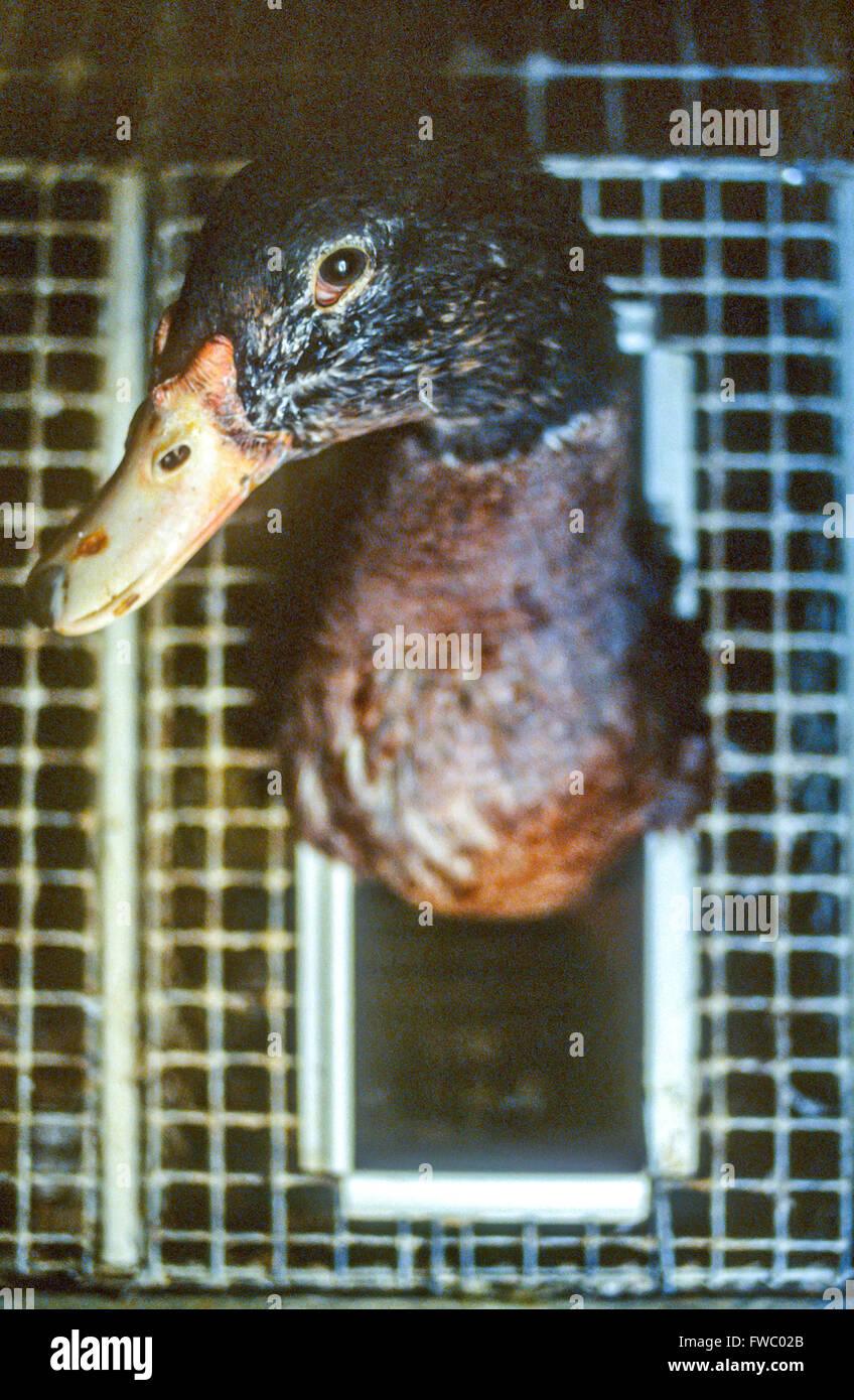 Force feeding ducks hi-res stock photography and images - Alamy