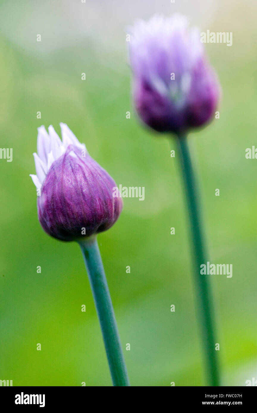 Close up detail of the flowering heads of the purple coloured Allium ...