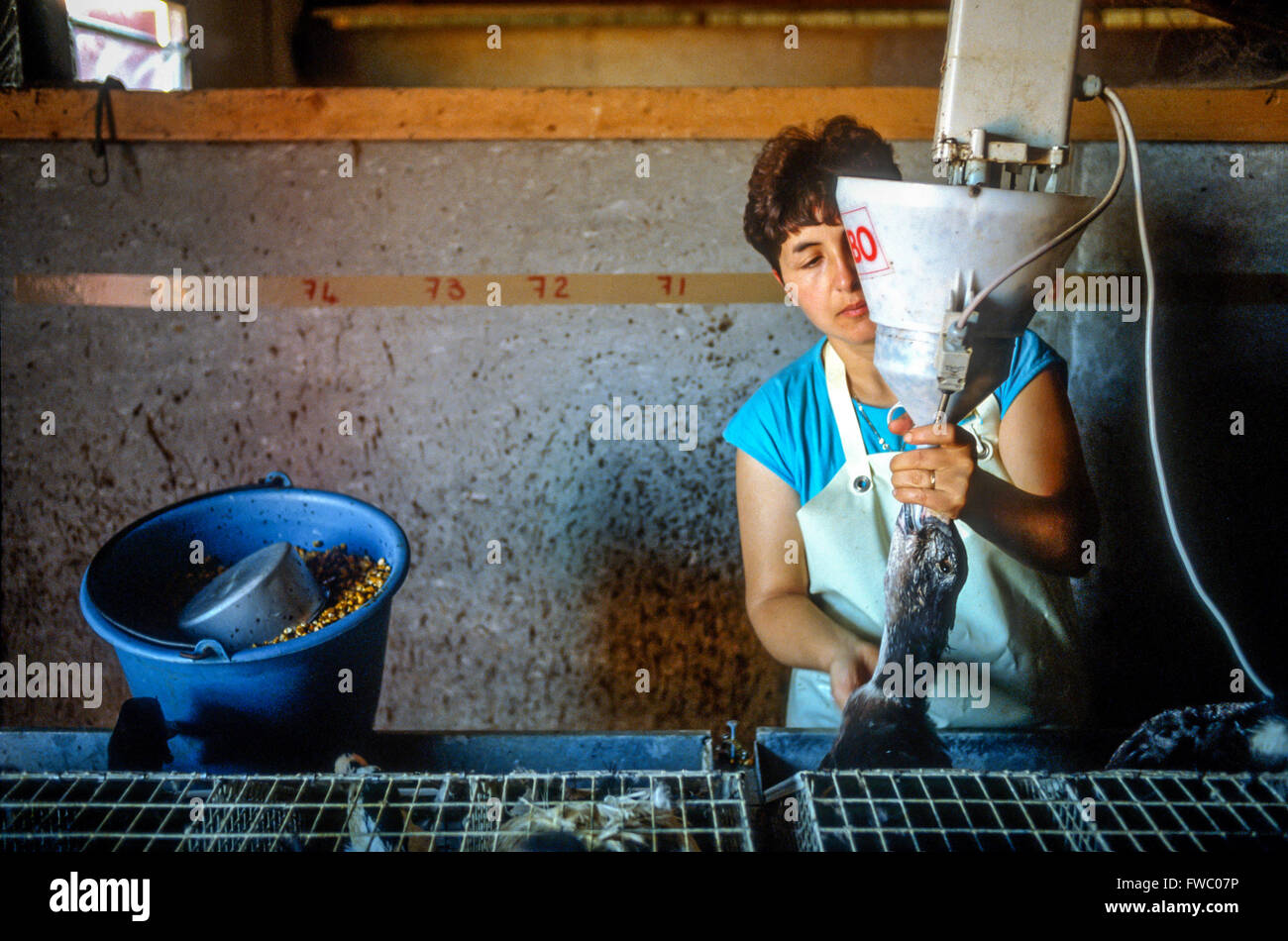 Force feeding hi-res stock photography and images - Alamy