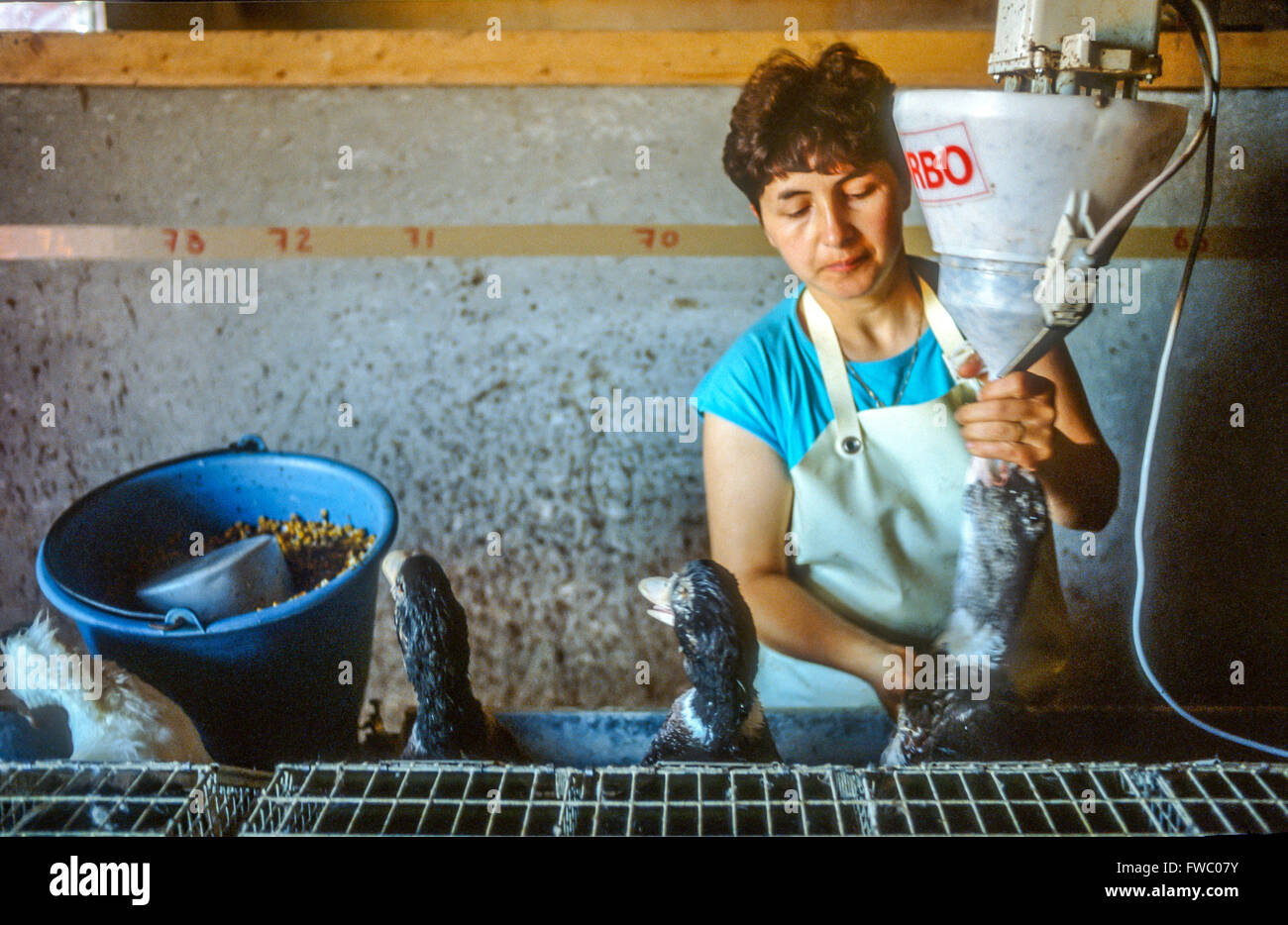 Force-feeding ducks and geese at a farm near Périgueux, Dordogne ...