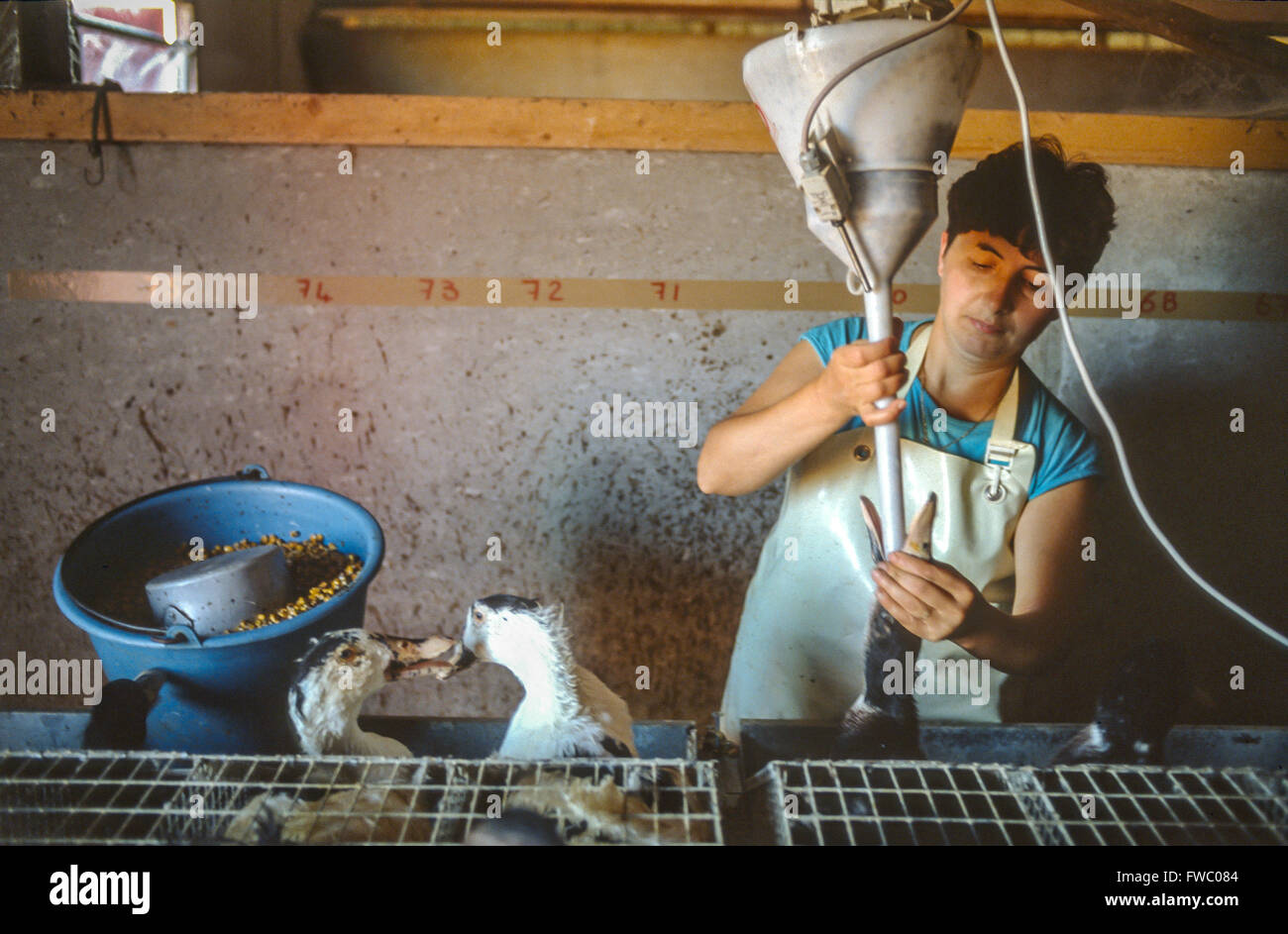 Force-feeding ducks and geese at a farm near Périgueux, Dordogne ...