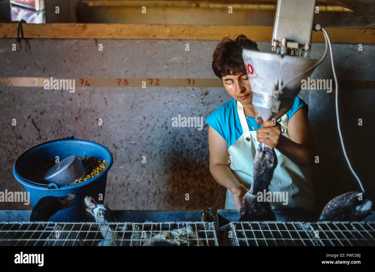 Force-feeding ducks and geese at a farm near Périgueux, Dordogne ...