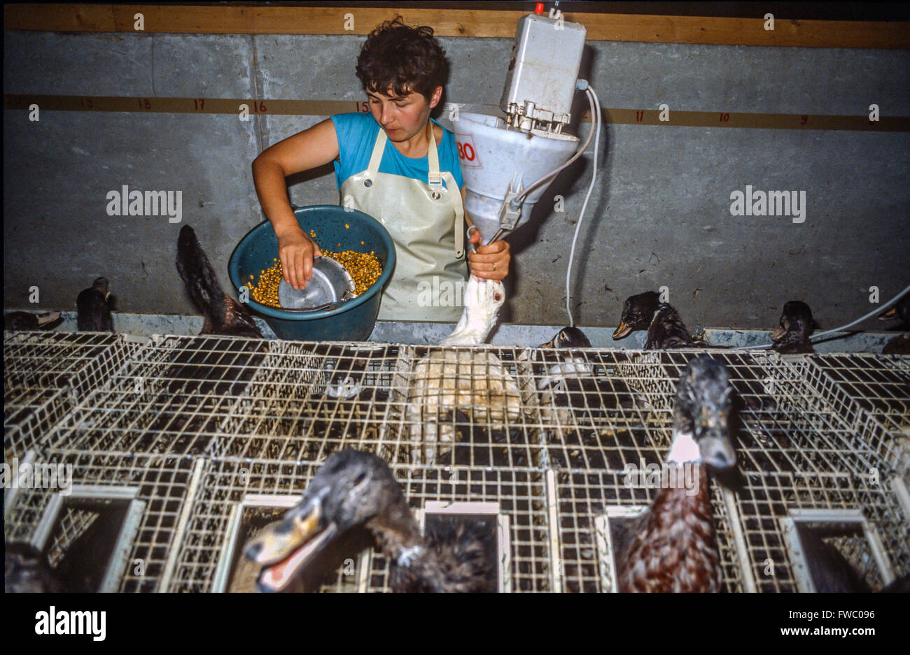 Force-feeding ducks and geese at a farm near Périgueux, Dordogne ...