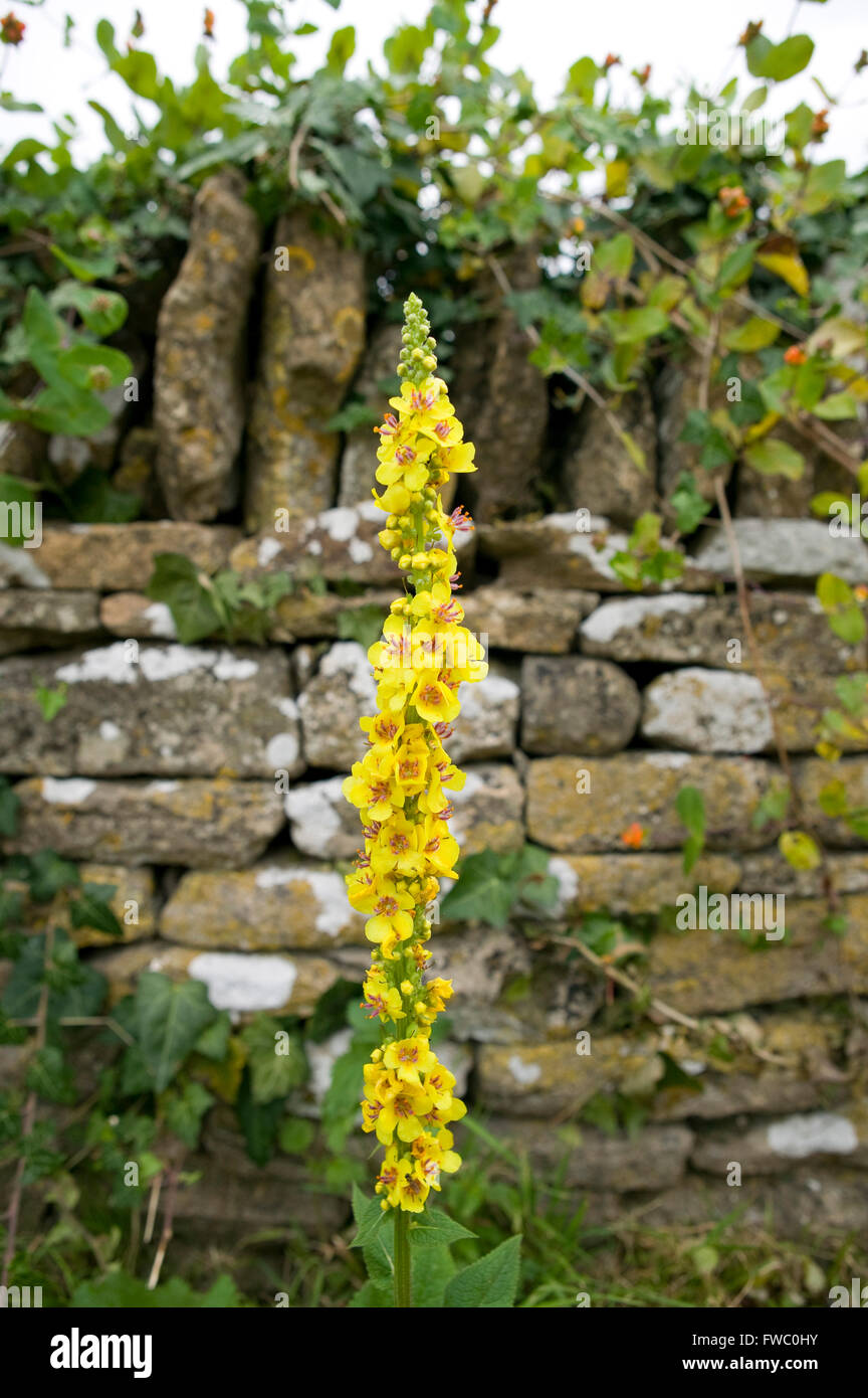 Yellow spike flowering plant Stock Photo - Alamy