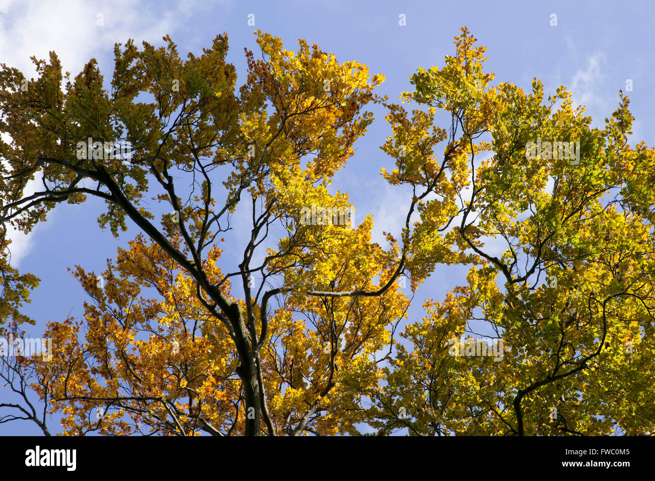 Leaves blowing off tree hi-res stock photography and images - Alamy