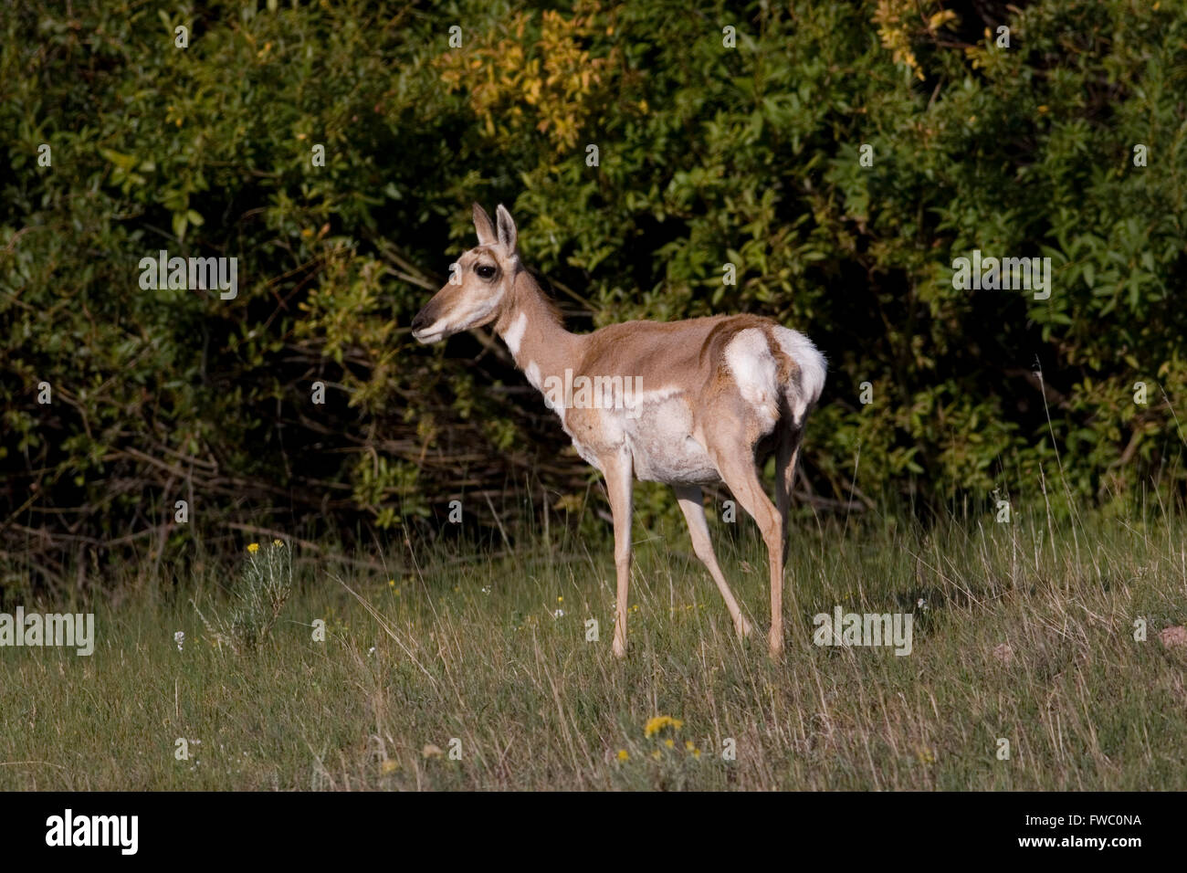 Pronghorn antelope hi-res stock photography and images - Alamy