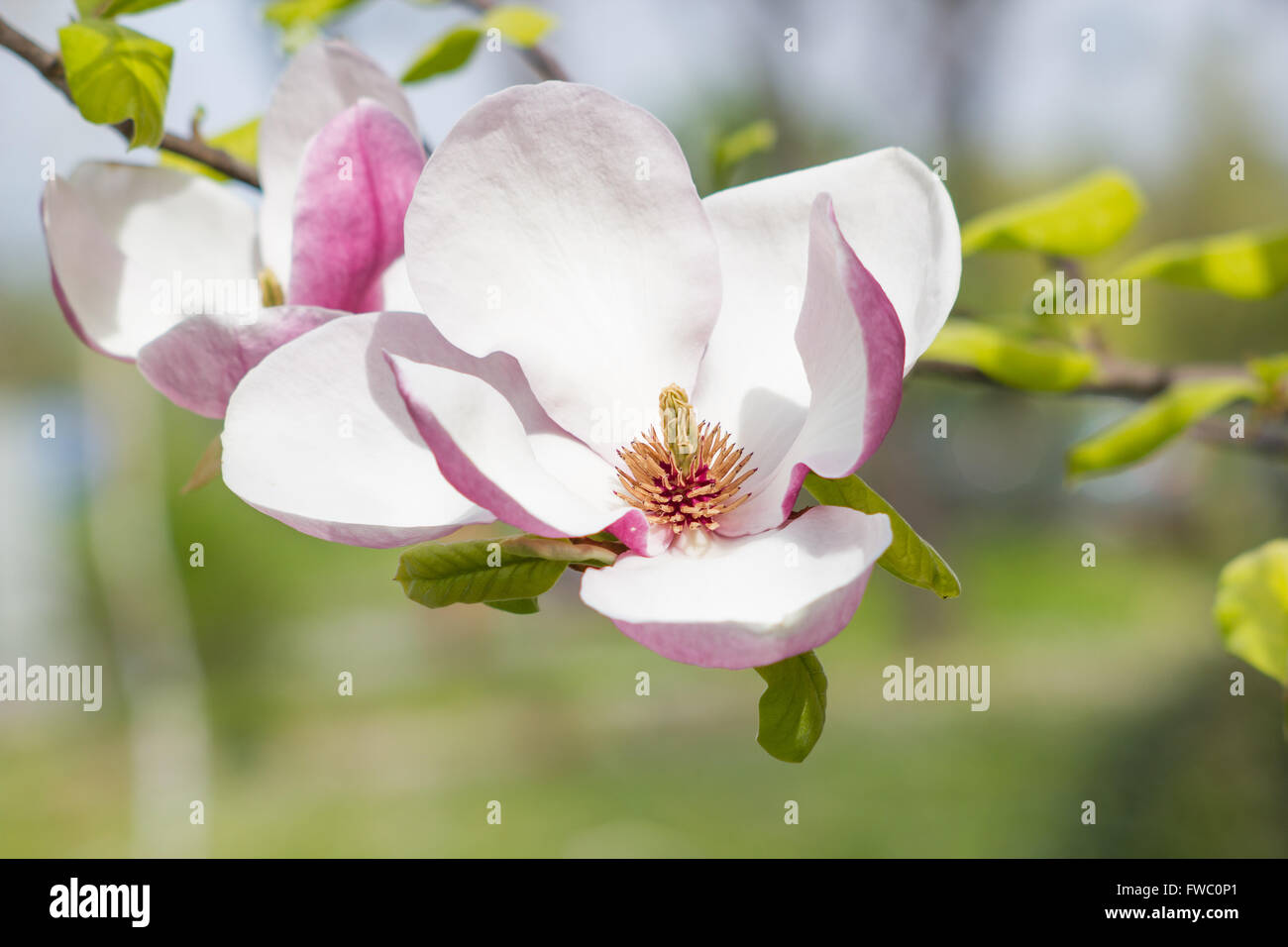 Magnolia spring flower Stock Photo - Alamy
