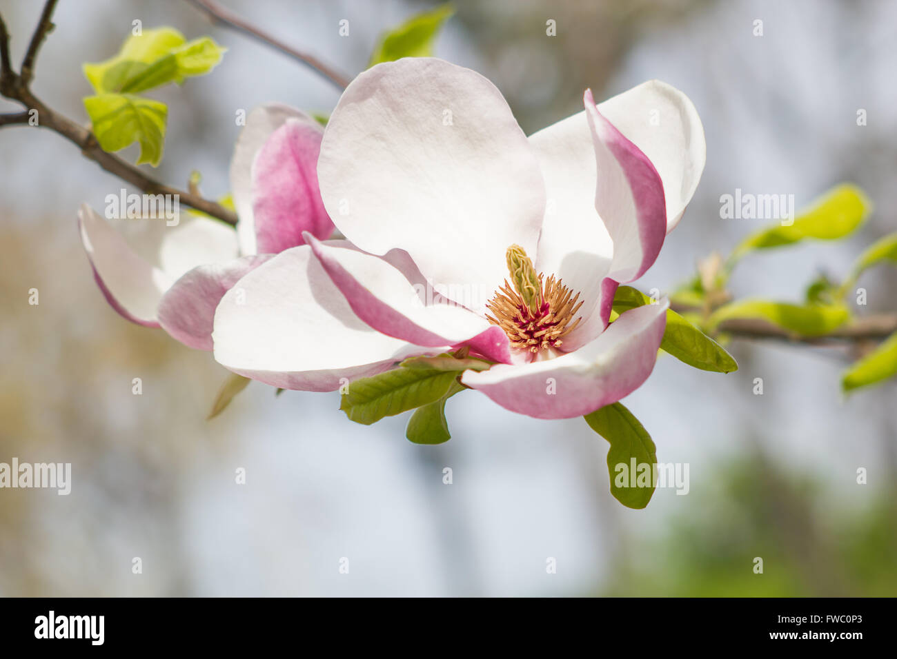 Magnolia spring hi-res stock photography and images - Alamy