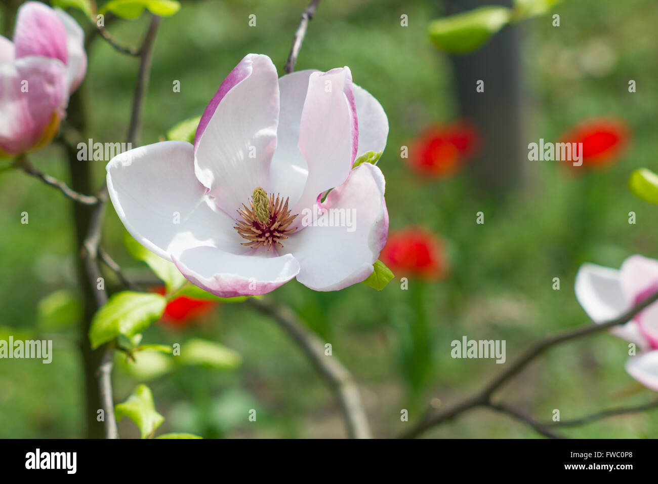 Magnolia spring flower Stock Photo - Alamy