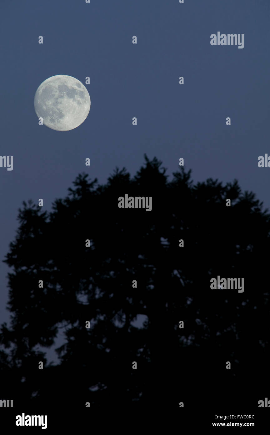 Large moon over trees Stock Photo - Alamy