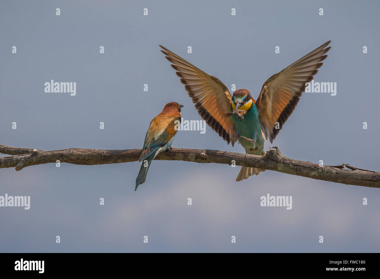 Male and female bee eaters hi-res stock photography and images - Alamy