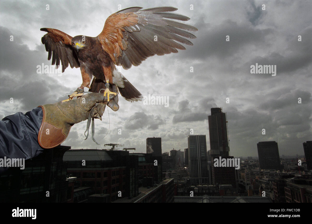 A hawk displaying its wings while tethered to its trainers arm over the ...