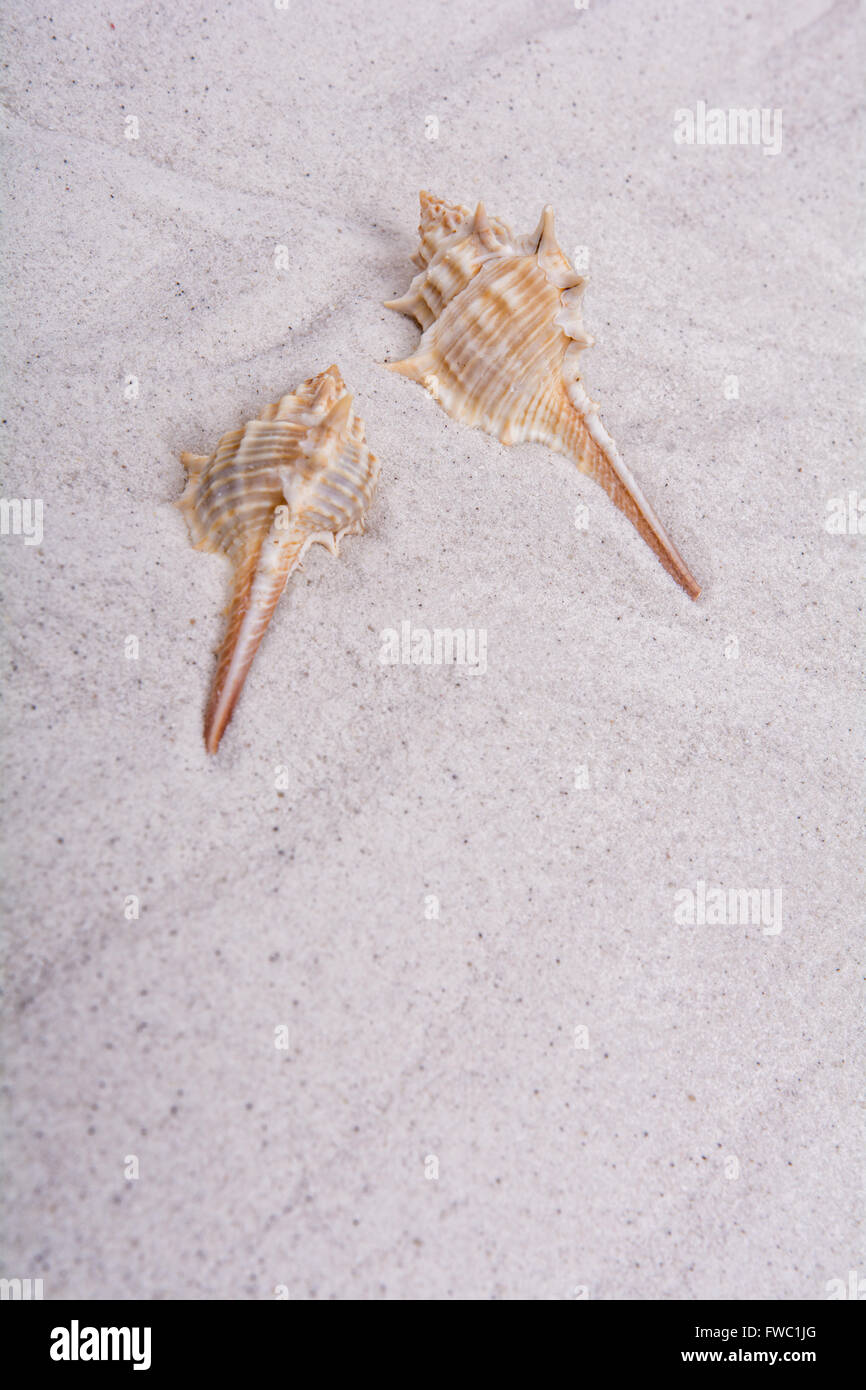 Two shells on a grey sand background Stock Photo - Alamy
