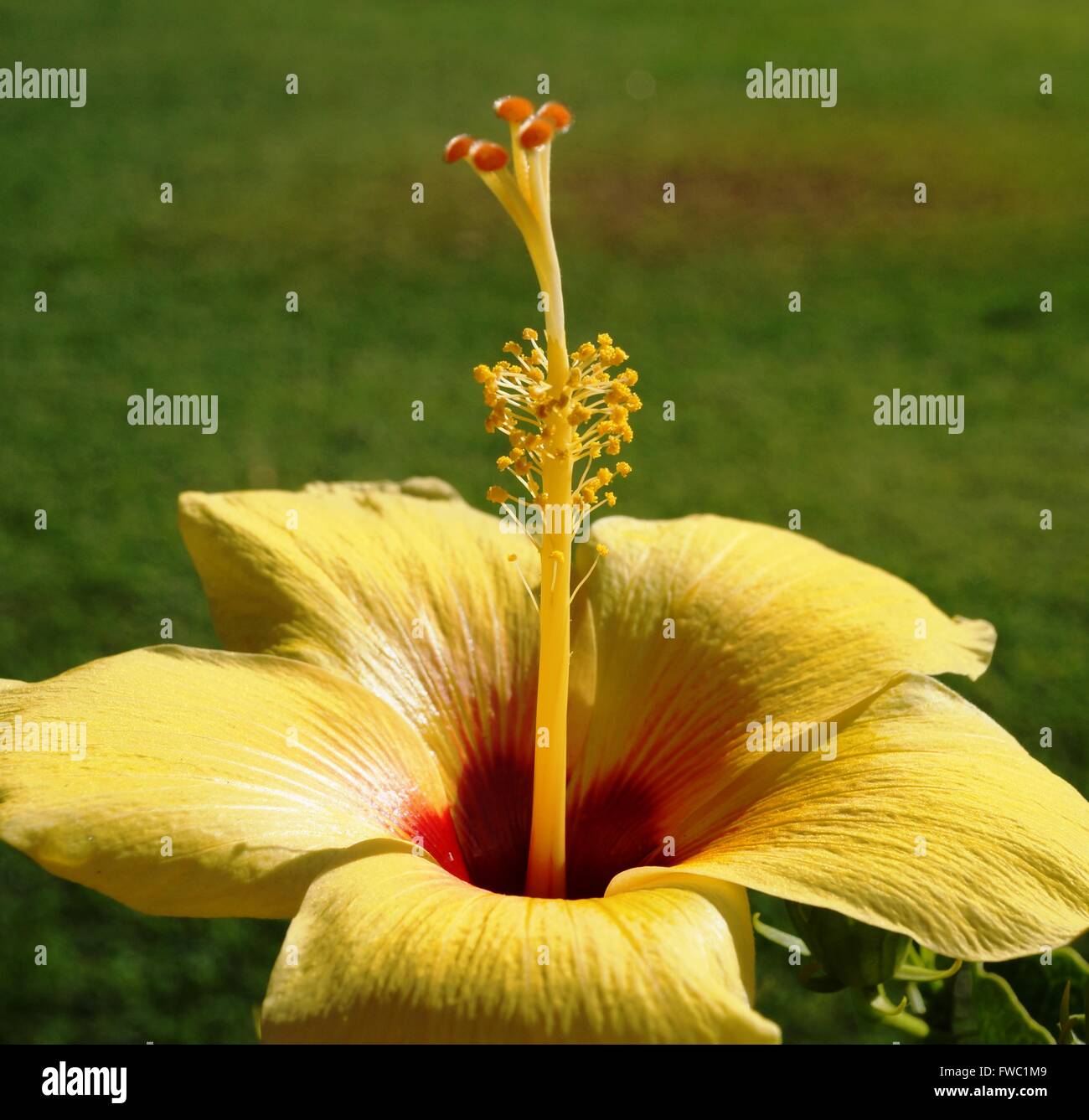 Yellow hibiscus flower with long red and yellow stamen Stock Photo - Alamy