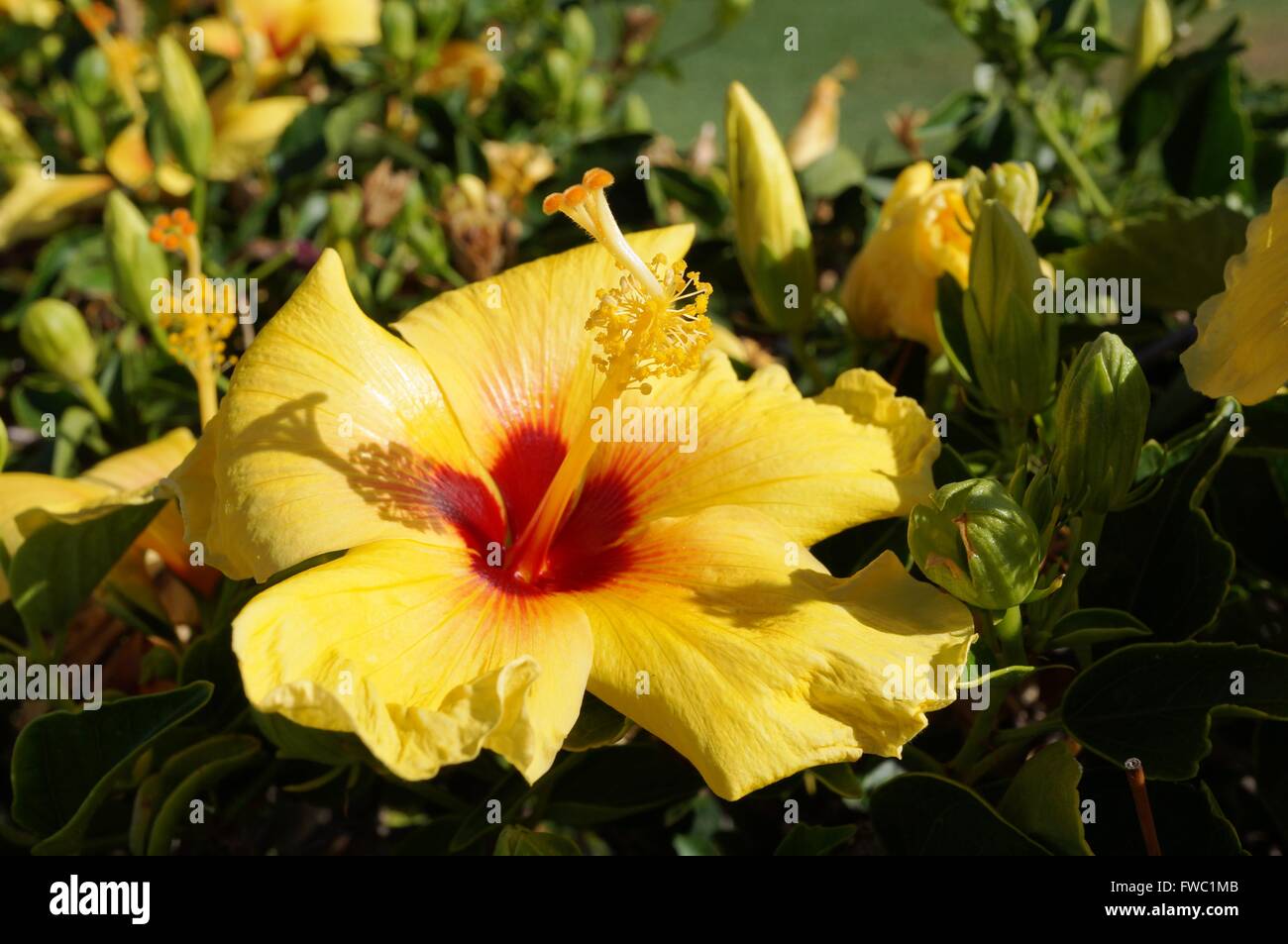 Yellow hibiscus flower with long red and yellow stamen Stock Photo - Alamy