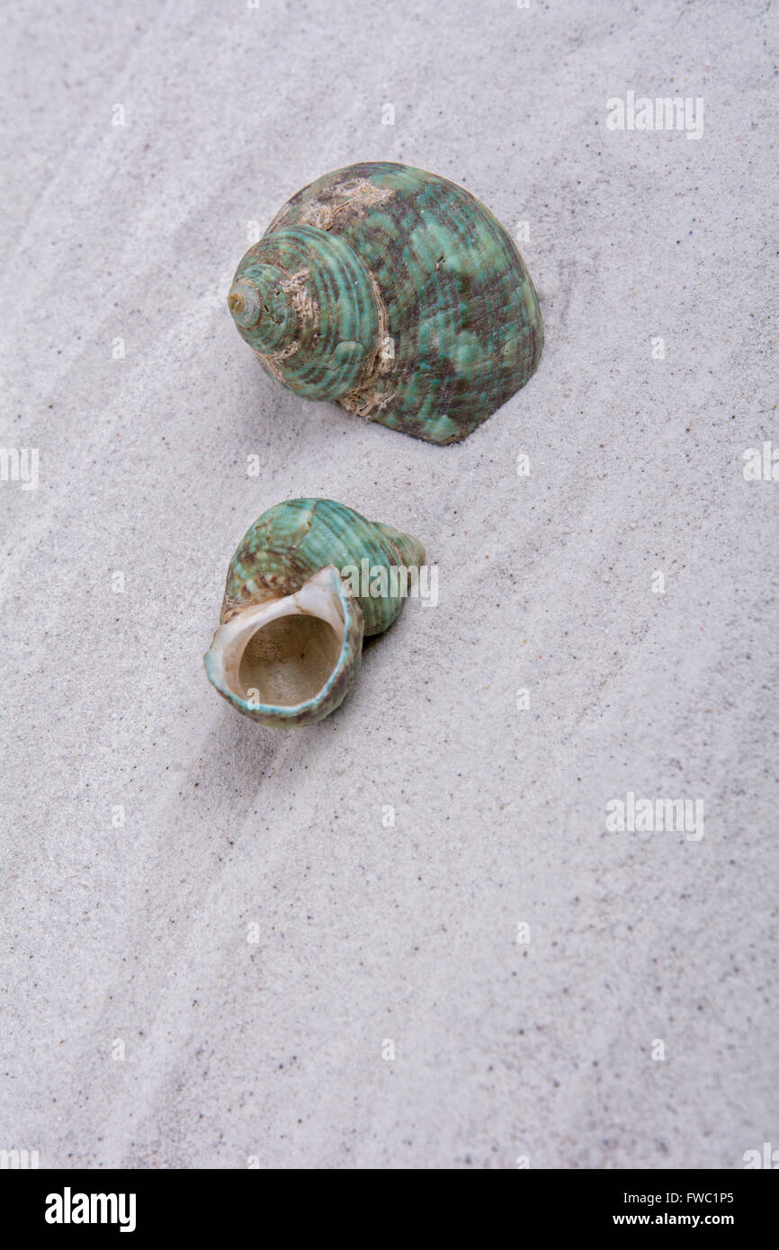 Two green shells on a grey sand background Stock Photo - Alamy