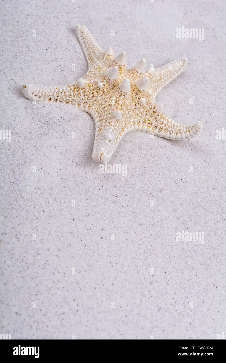 White starfish on a grey sand background Stock Photo - Alamy