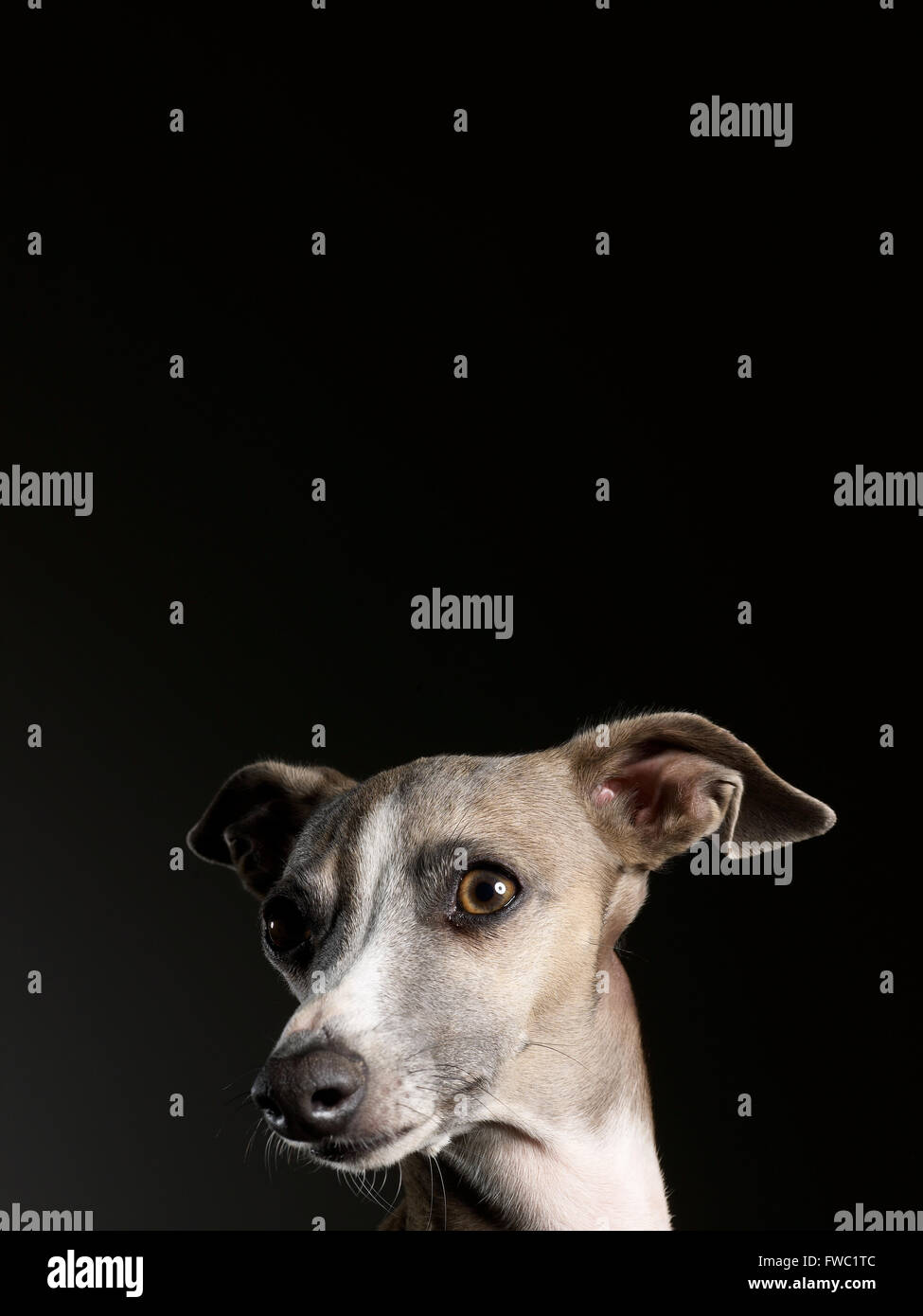 Italian greyhound photographed in a studio Stock Photo - Alamy