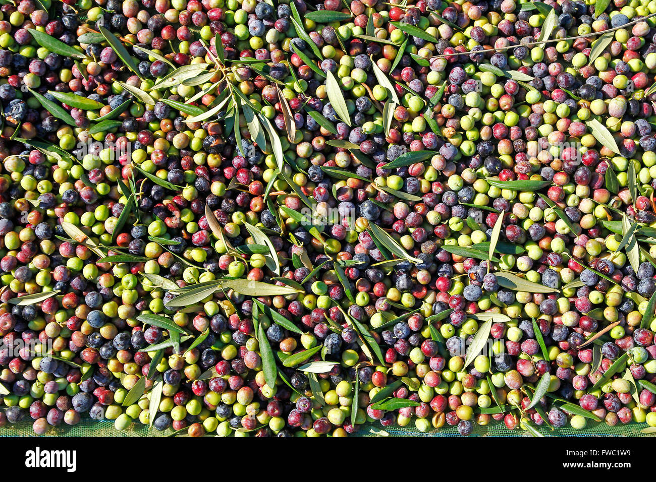 Olive fruits hi-res stock photography and images - Alamy