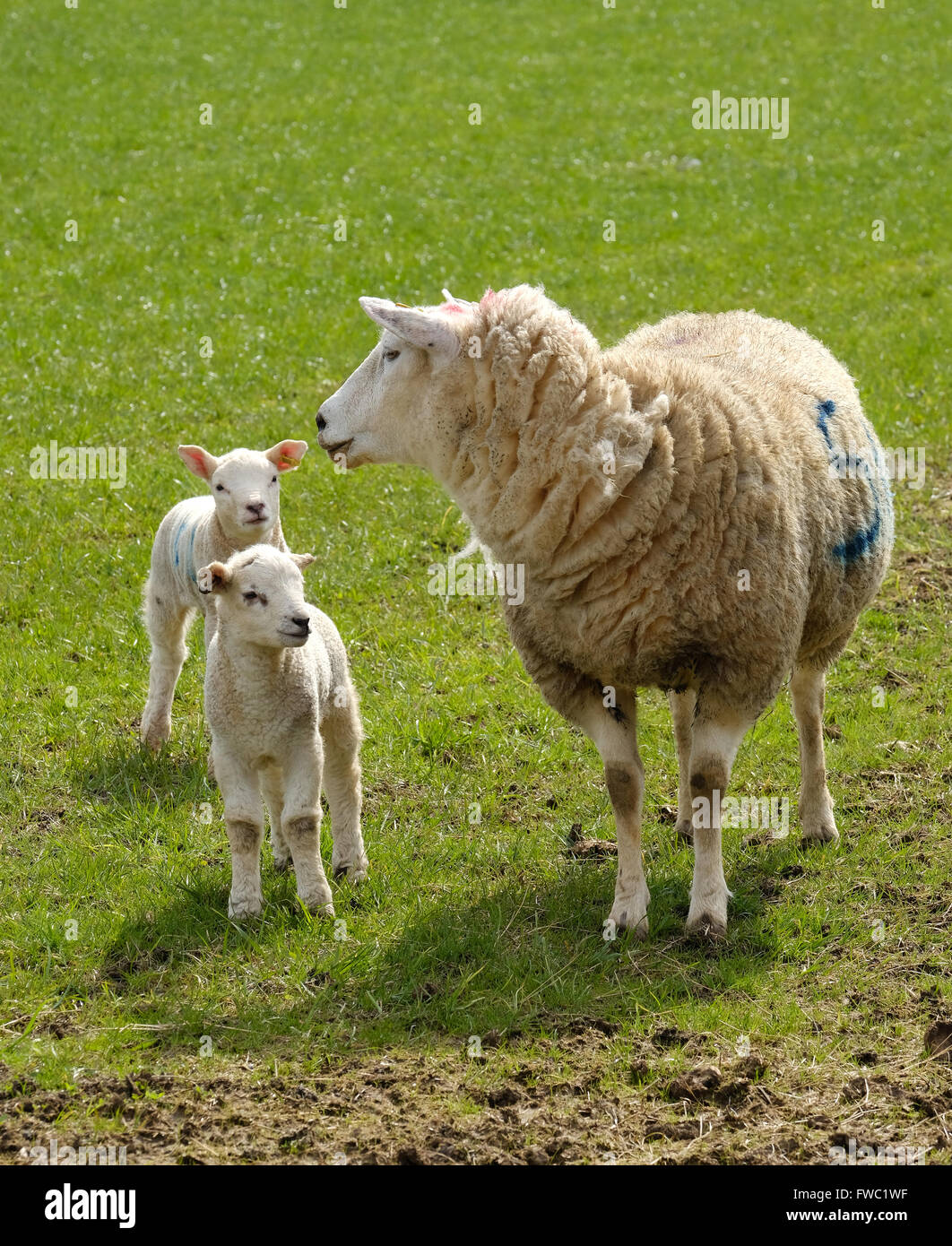 New Lambs Stock Photos & New Lambs Stock Images - Alamy