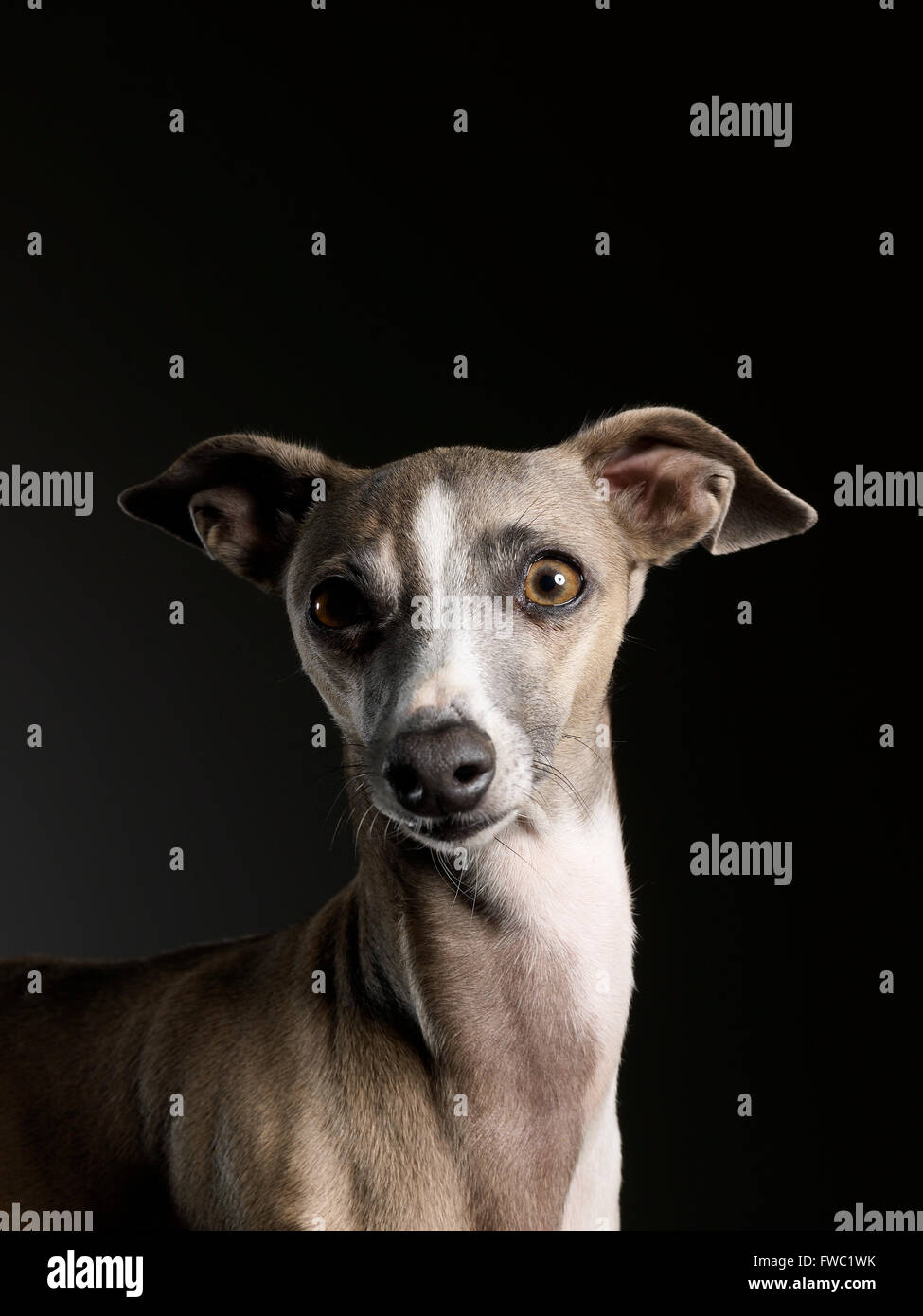 Italian greyhound photographed in a studio Stock Photo - Alamy