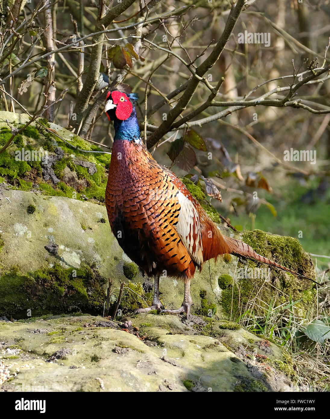 Male Pheasant in the sunshine Stock Photo - Alamy
