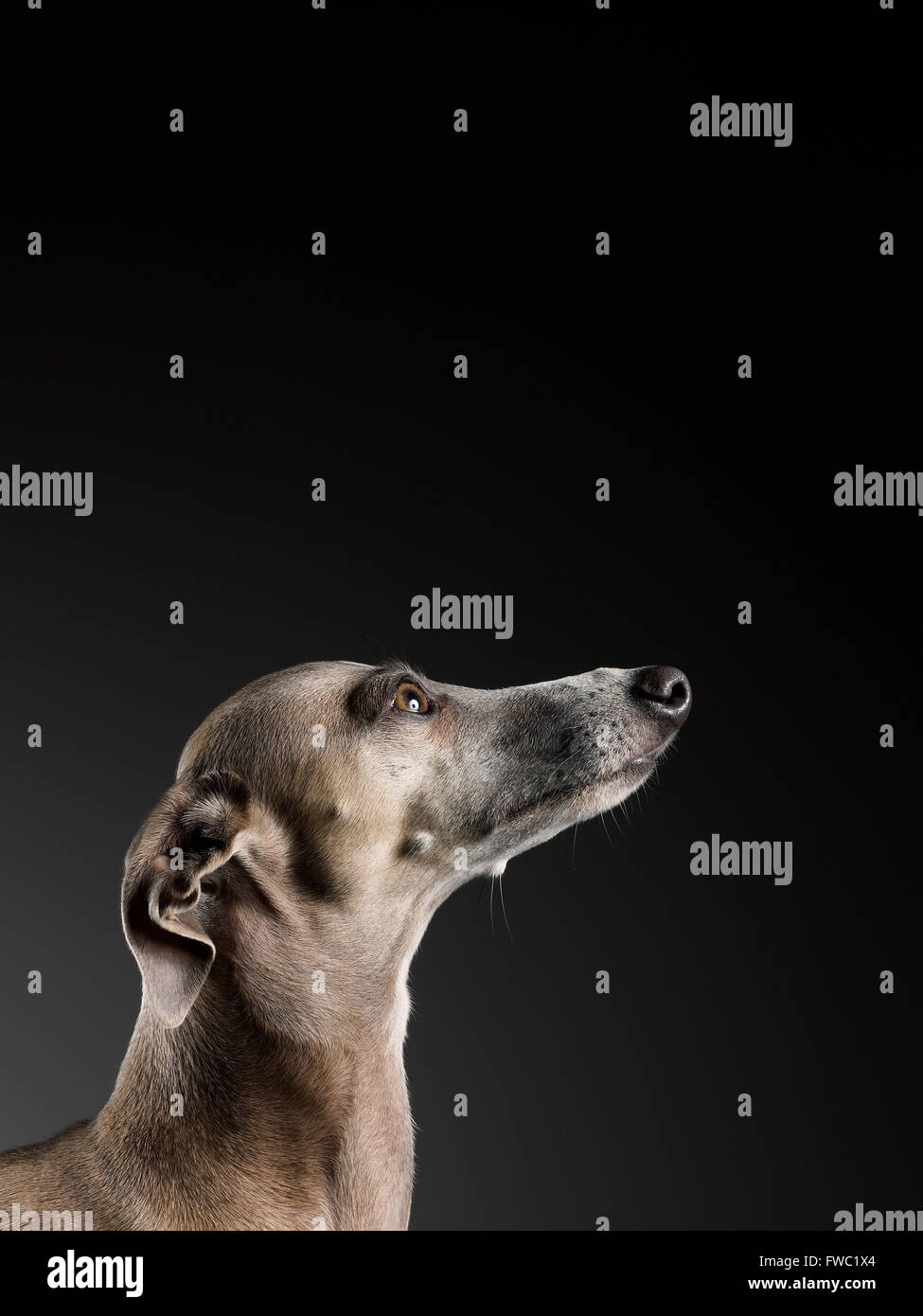 Italian greyhound photographed in a studio Stock Photo - Alamy