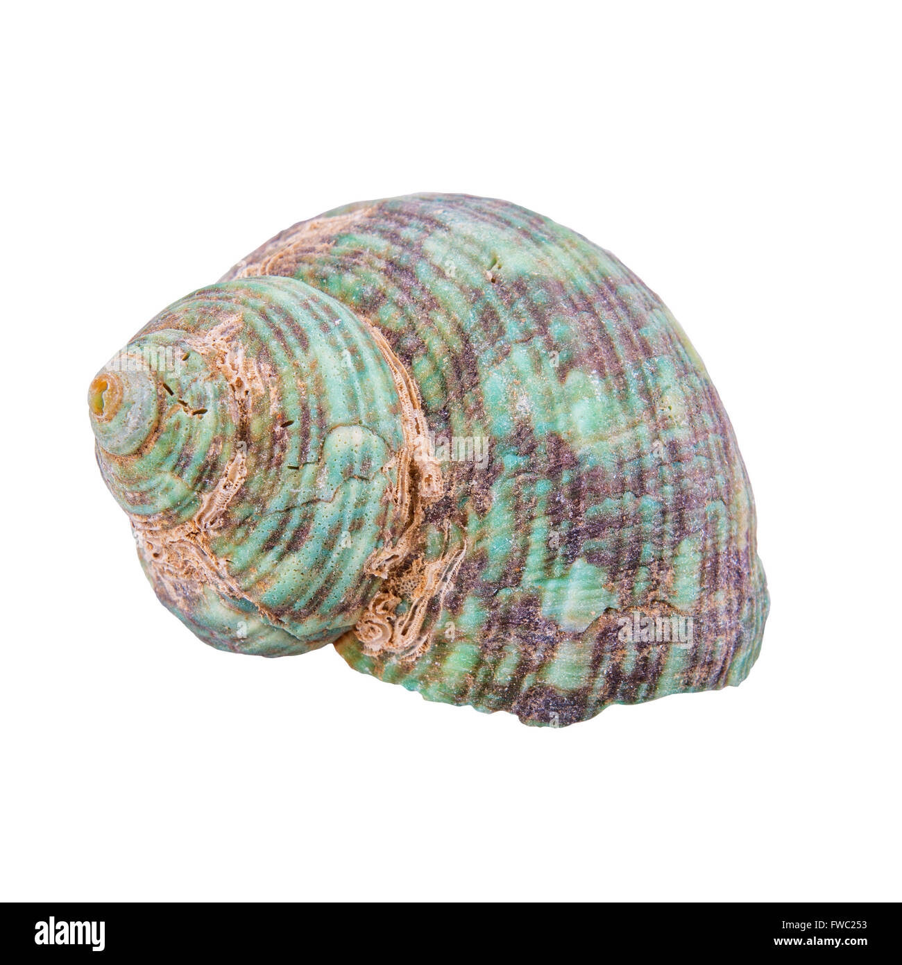 Green shell isolated on a white background Stock Photo - Alamy