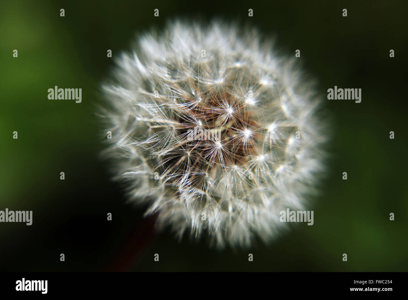 Seed ball hi-res stock photography and images - Alamy